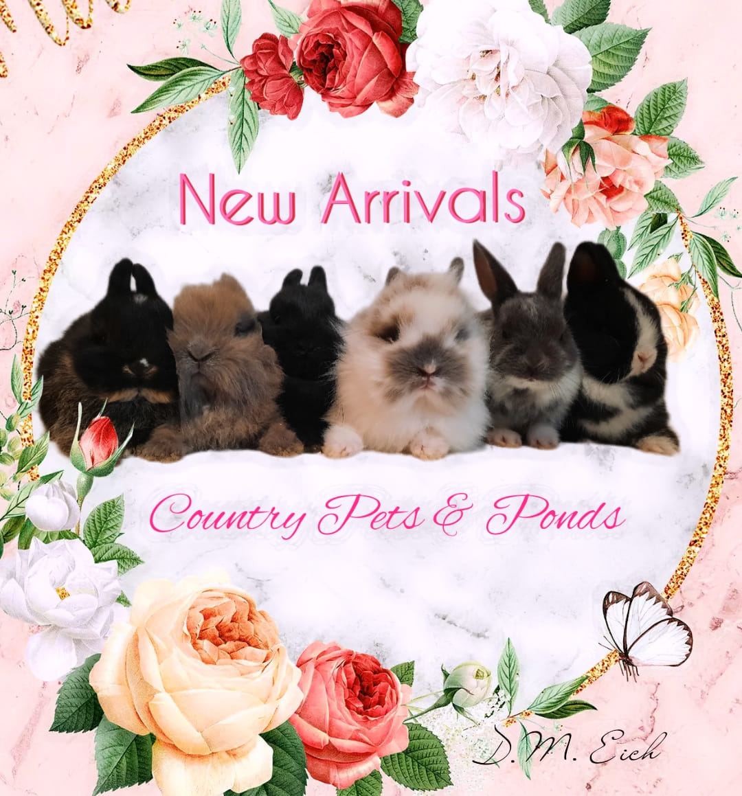 Home | Country Pets & Ponds
